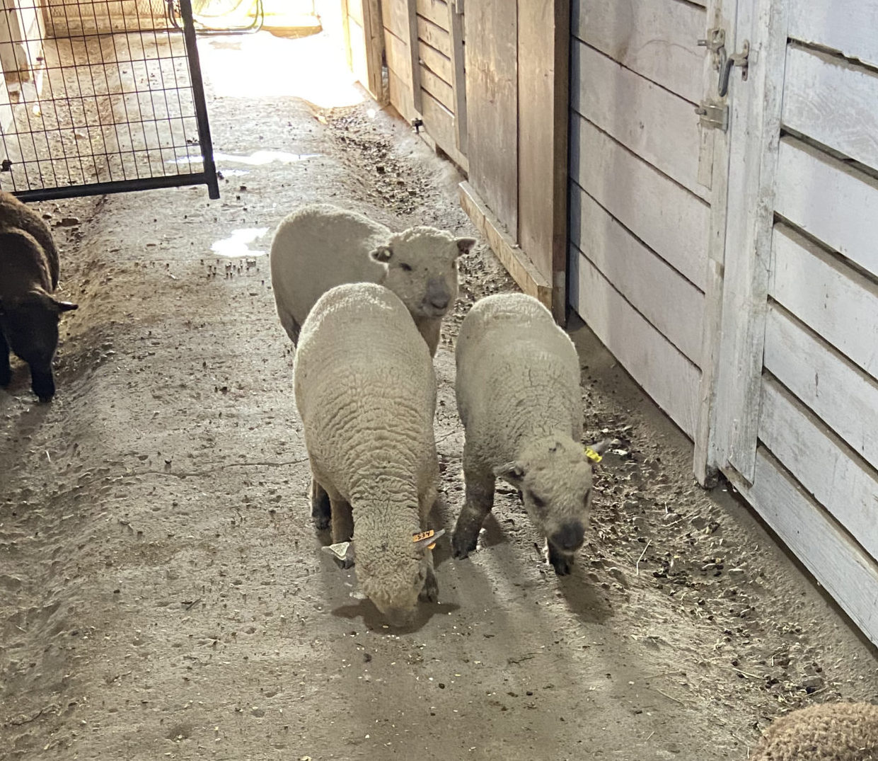 Babydoll Sheep - Davenport IA - Howling Acres Farms