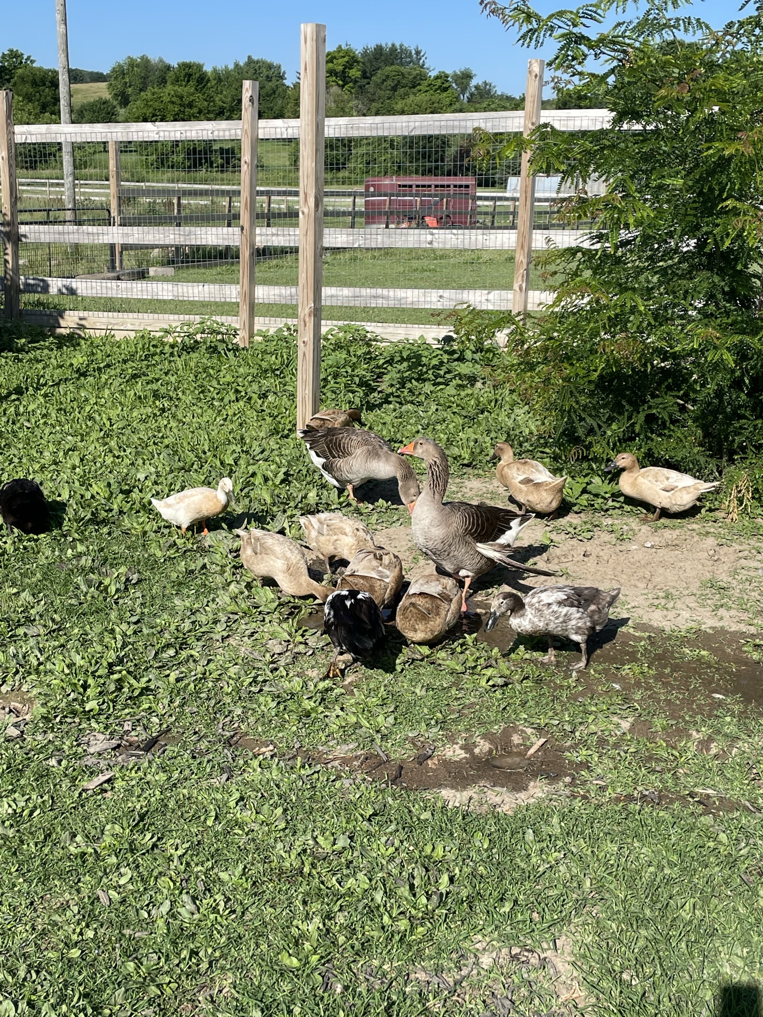 Chickens and Ducks - Davenport IA - Howling Acres Farms