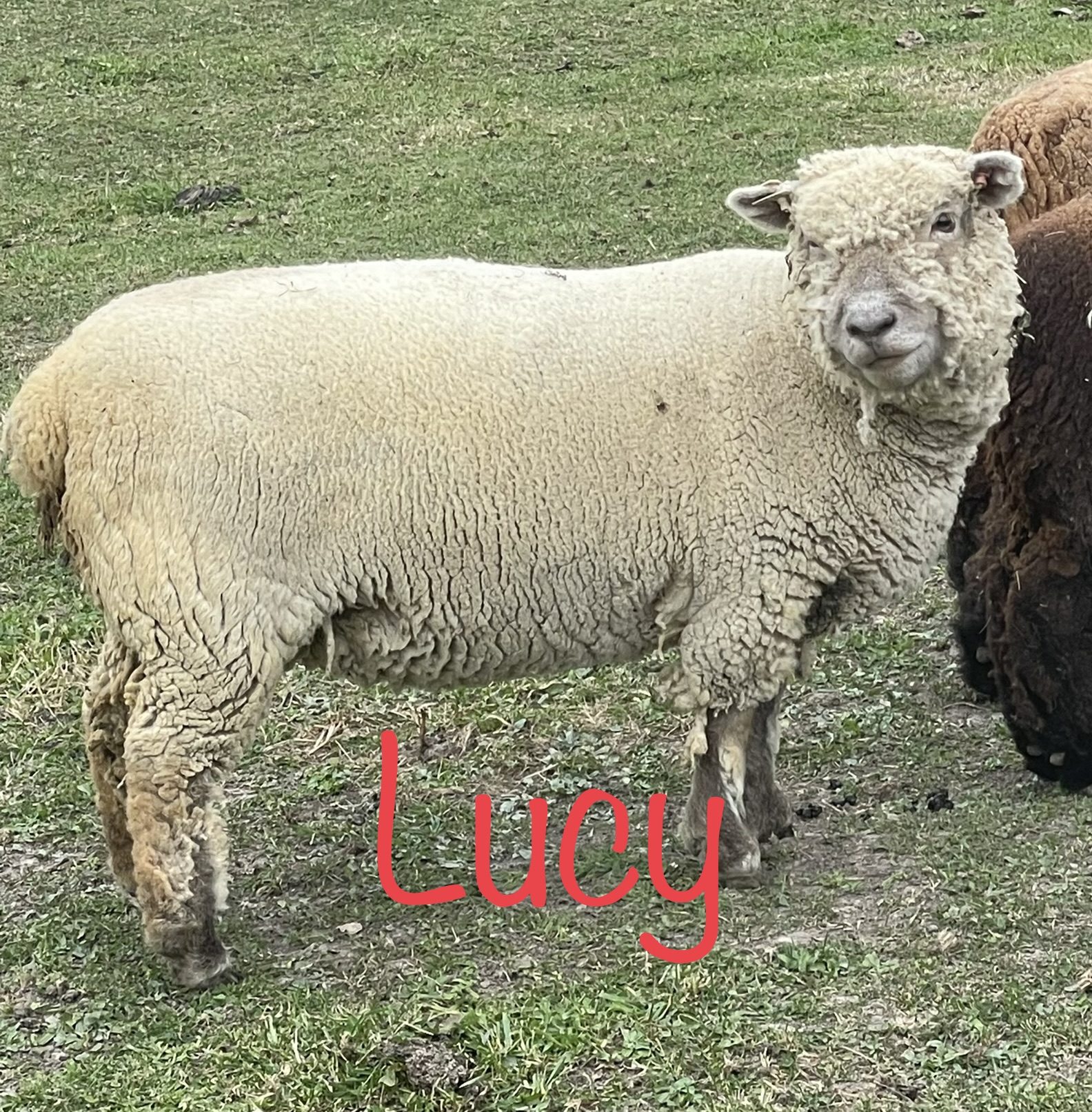 Babydoll Sheep - Davenport IA - Howling Acres Farms