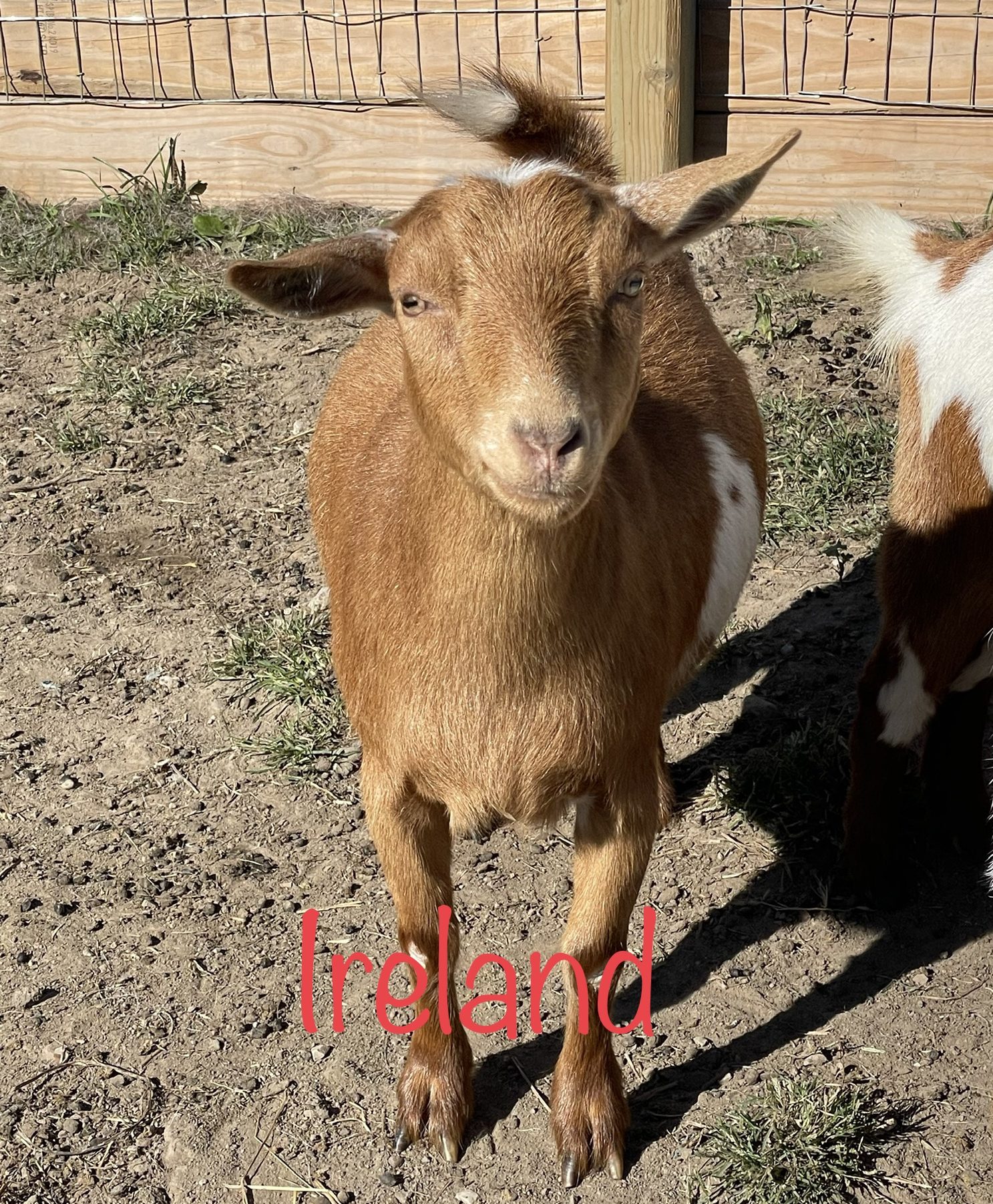 Nigerian Dwarf Goats - Davenport IA - Howling Acres Farms