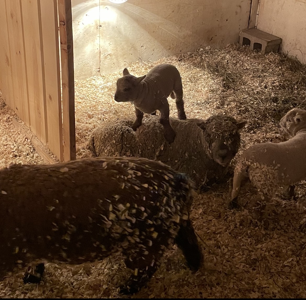Babydoll Sheep - Davenport IA - Howling Acres Farms