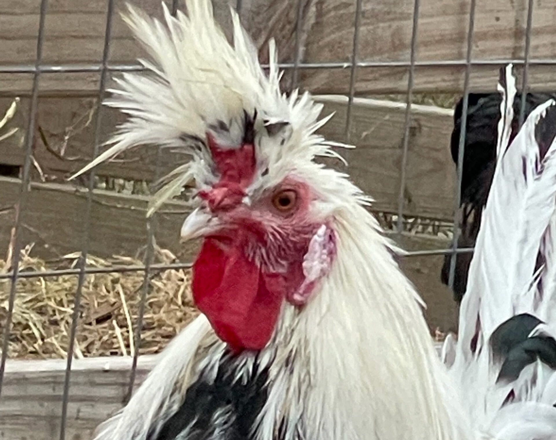 How To Start Chickening – Howling Acres Farms