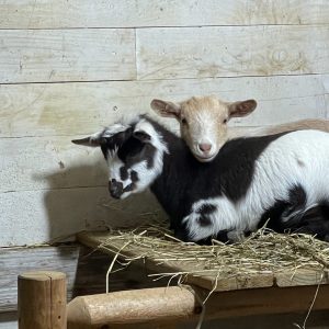 Babydoll Sheep - Davenport IA - Howling Acres Farms